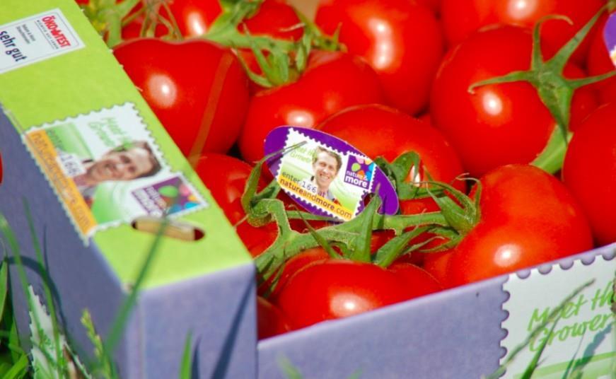 Dutch tomatoes bare all | Article | Fruitnet