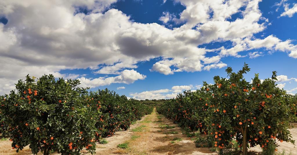 South African citrus exports hit record 200mn cartons despite EU, US ...