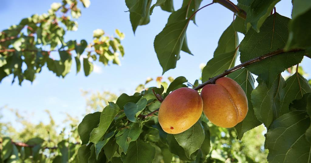 British apricots "extra sweet" after heatwave | Article | Fruitnet