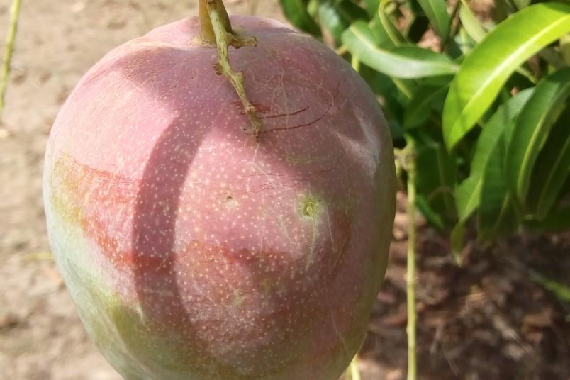 SIIM mangoes head to Europe | Article | Fruitnet