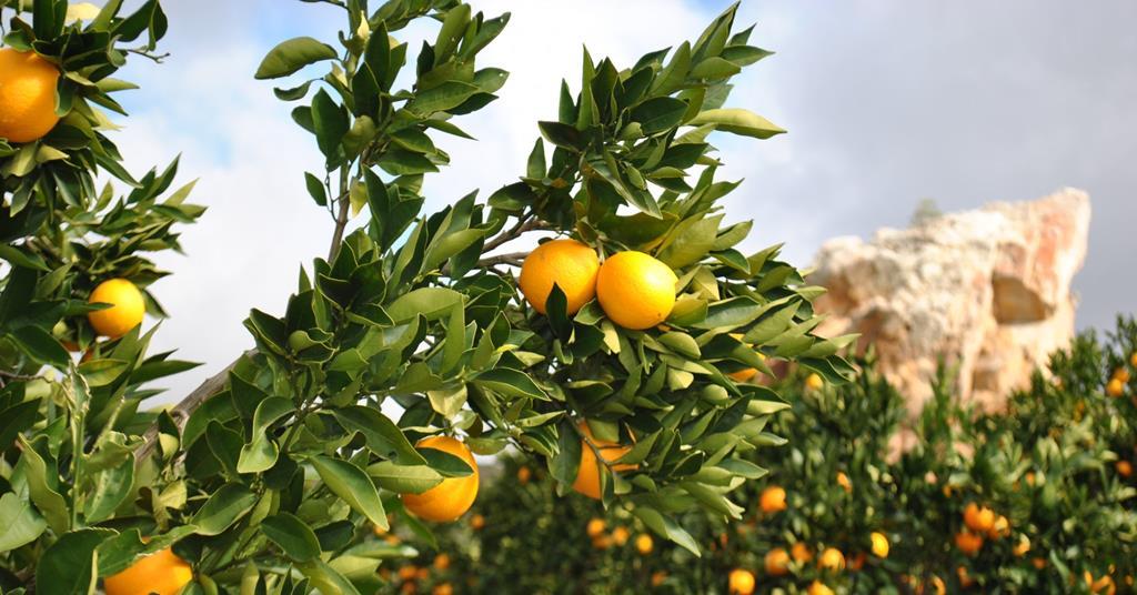 South African citrus shows resilience | Article | Fruitnet