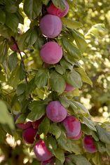 Packing perfect plums | Article | Fruitnet