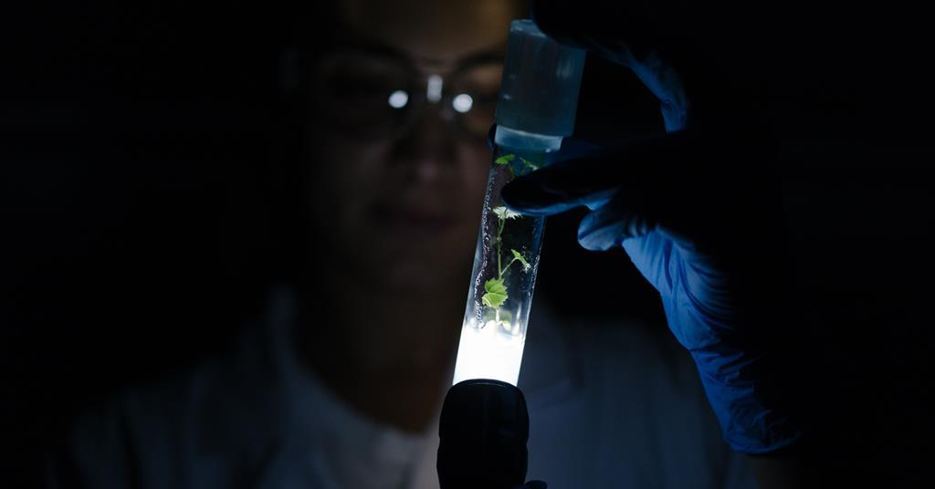 AM FRESH Group: Sortenzüchtung, -entwicklung und -vermarktung durch ...