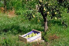 Spanish pears strong | Article | Fruitnet