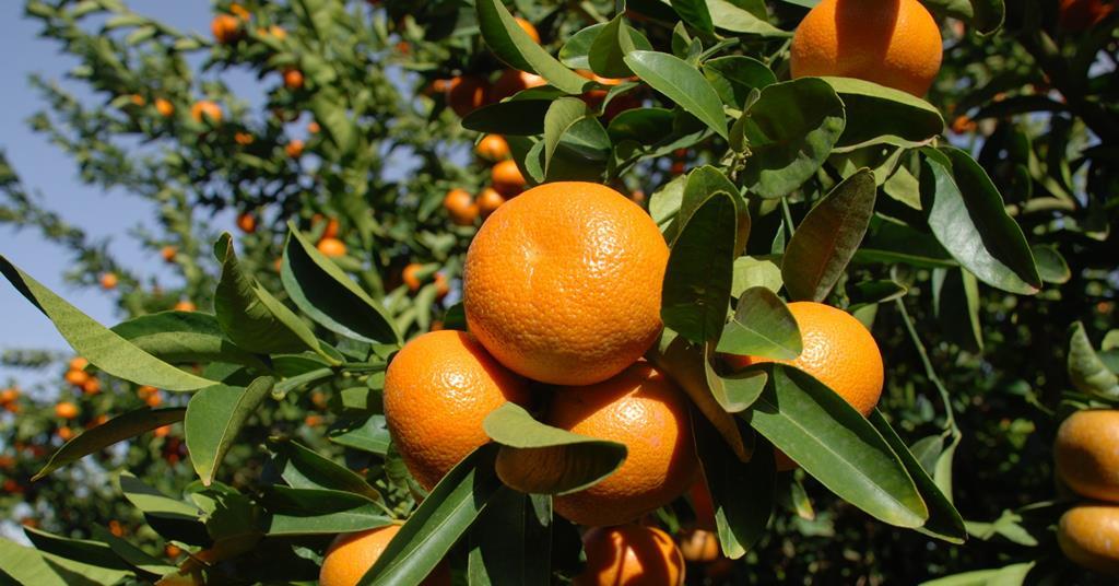 New challenges face South African citrus | Article | Fruitnet