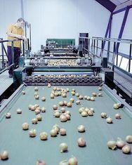 New onion technology for Produce World | Article | Fruitnet