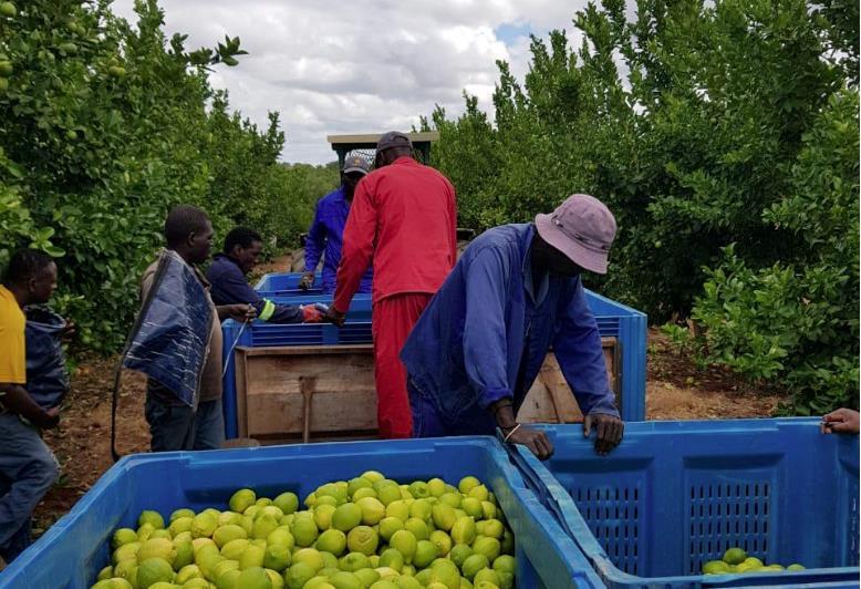 Jupiter kicks off SA citrus production | Article | Fruitnet