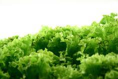 Tesco British lettuce ad "misled consumers" | Article | Fruitnet