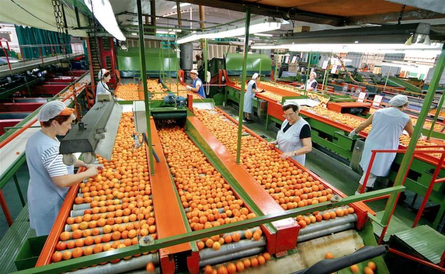 Report highlights EU citrus figures | Article | Fruitnet