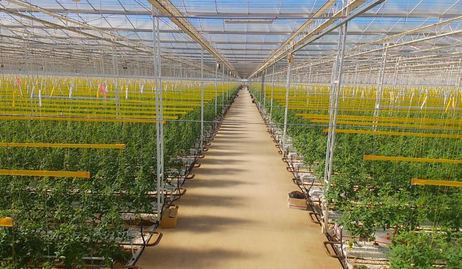 Flavorite opens new glasshouse | Article | Fruitnet