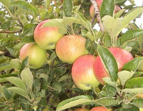 Topfruit forecast revealed at Prognosfruit | Article | Fruitnet