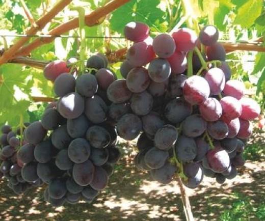 Spanish grape crop rises | Article | Fruitnet