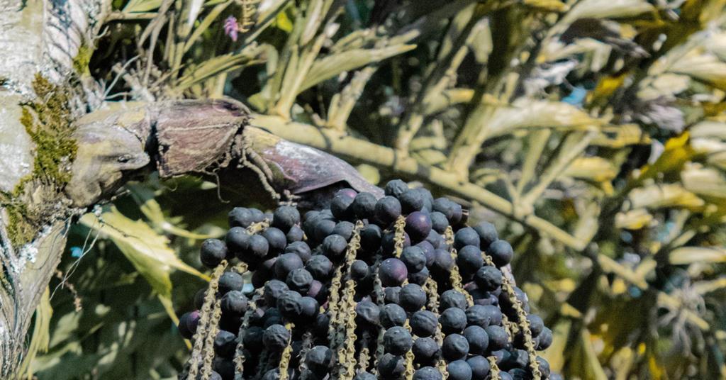 Brazilian producers prepare to showcase acai in London | Article | Fruitnet