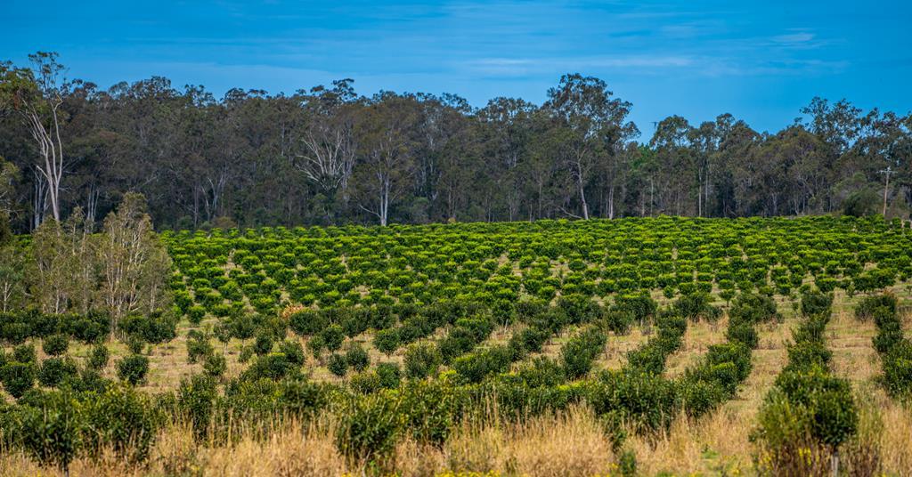 Centuria acquires Arrow Funds Management and agriculture property ...