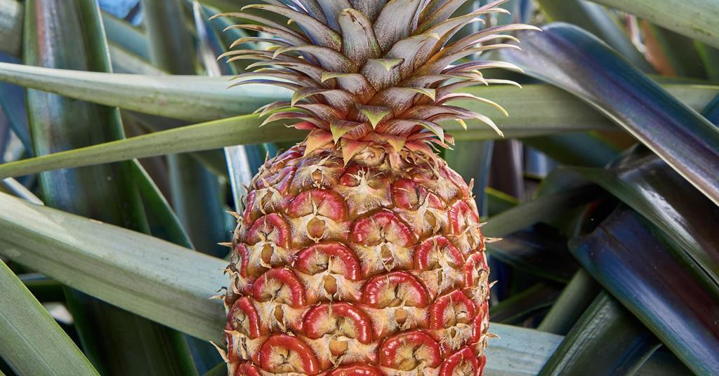 Del Monte launches red-shelled Rubyglow pineapple | News | Fruitnet