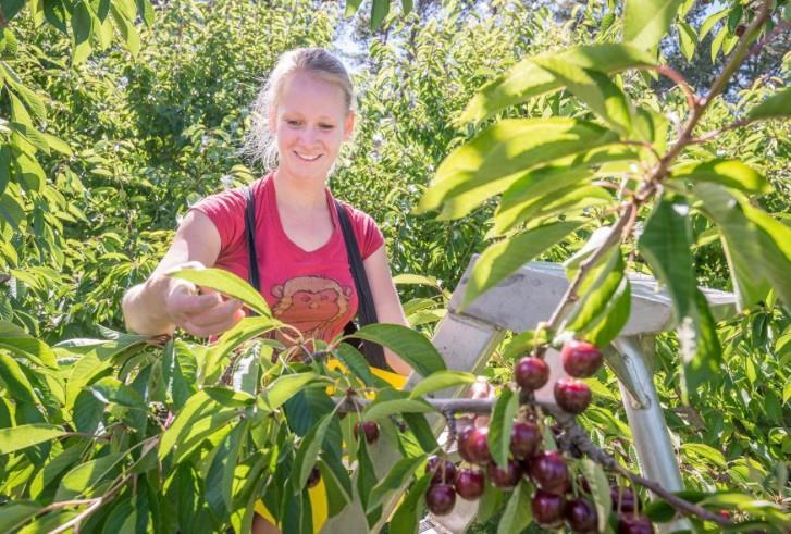 Freshmax gets NZ cherry harvest underway | Article | Fruitnet