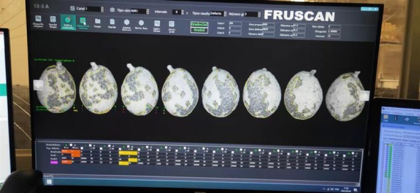 Reemoon’s first Mexican avocado sorter goes live | Advertorial | Fruitnet