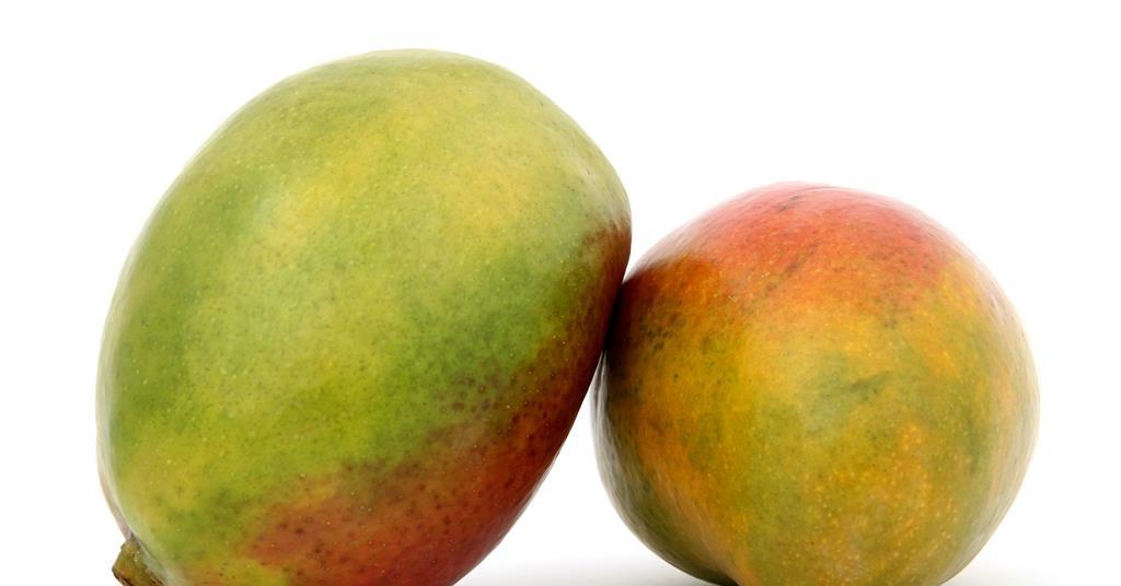 Cameroon mangoes set for boost | Article | Fruitnet