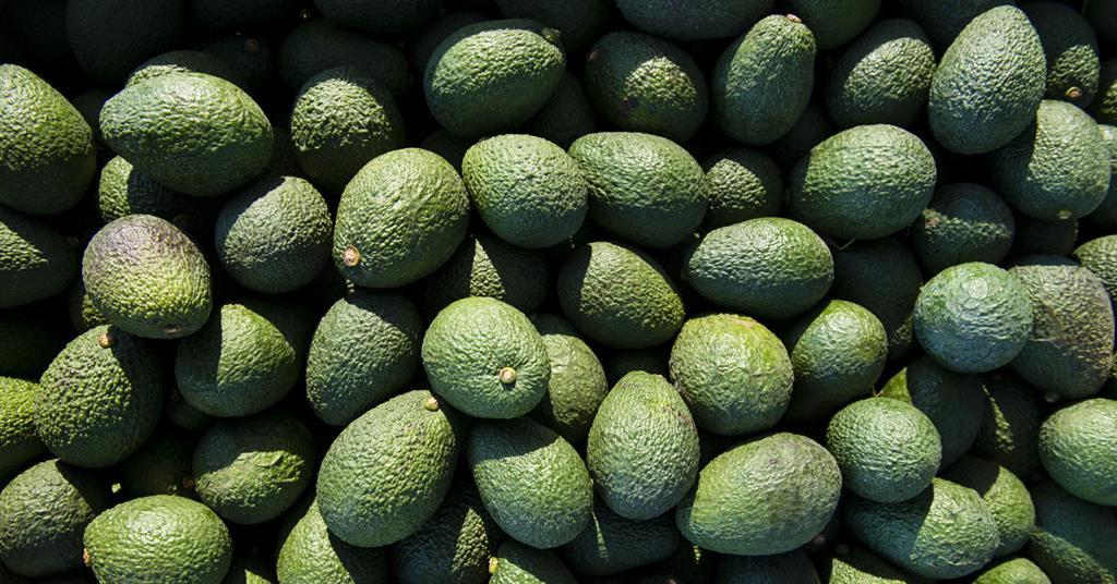 US avocado market poised to surpass 3bn lbs for first time ever | News ...