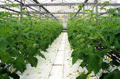 Join the cue | Article | Fruitnet