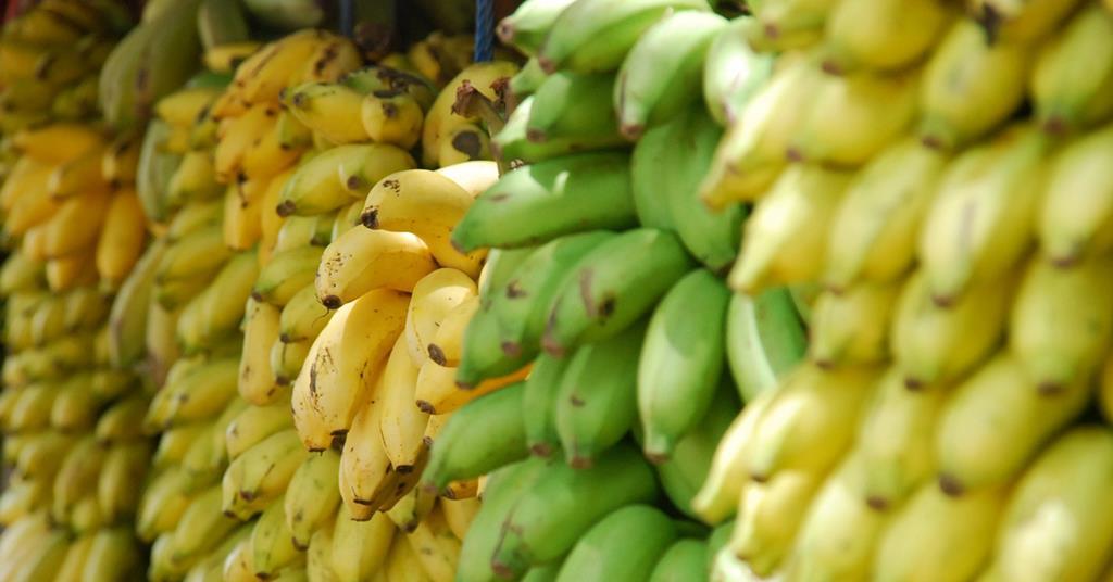 Philippine bananas risk losing South Korea | Article | Fruitnet