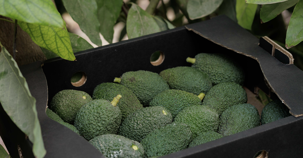Egyptian avocado producer Pico plans significant plantation expansion ...