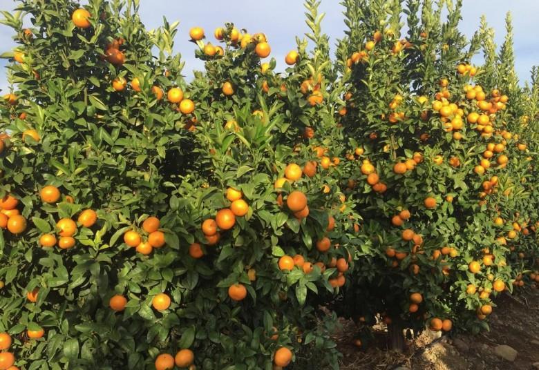 Duda launches citrus import programme | Article | Fruitnet