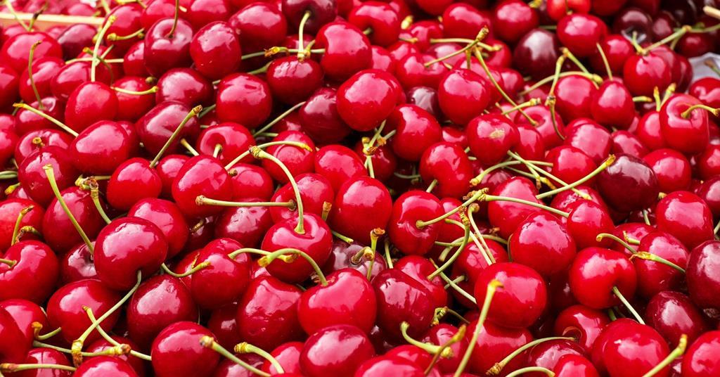German cherry production slides | Article | Fruitnet