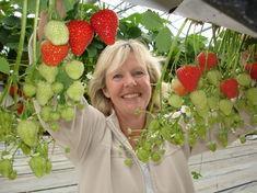 Elsanta in early at Asda | Article | Fruitnet