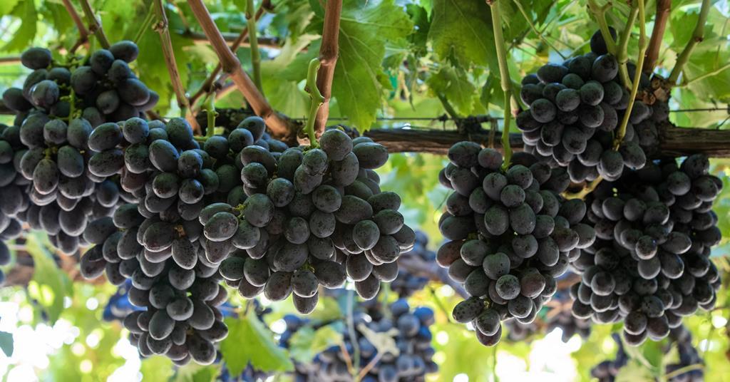 Arra grapes have “the genetics to guarantee production” | News | Fruitnet
