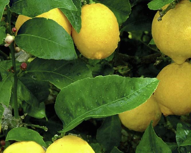 More Turkish lemon shipments intercepted | Article | Fruitnet