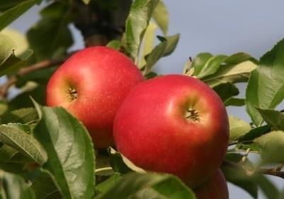German consumers sample apple varieties | Article | Fruitnet
