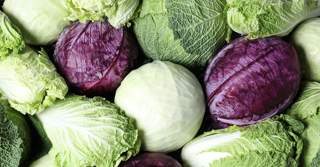 Veg Power looks to build on cabbage trend | News | Fruitnet