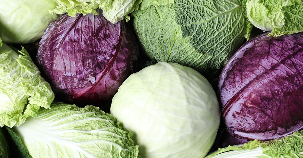 Veg Power looks to build on cabbage trend | News | Fruitnet