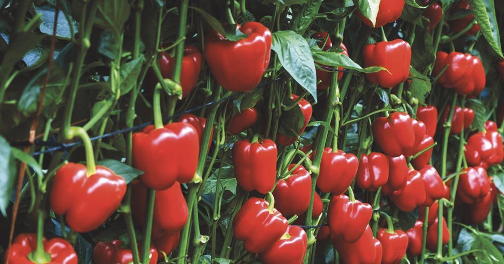 Syngenta develops positive pepper properties | Article | Fruitnet