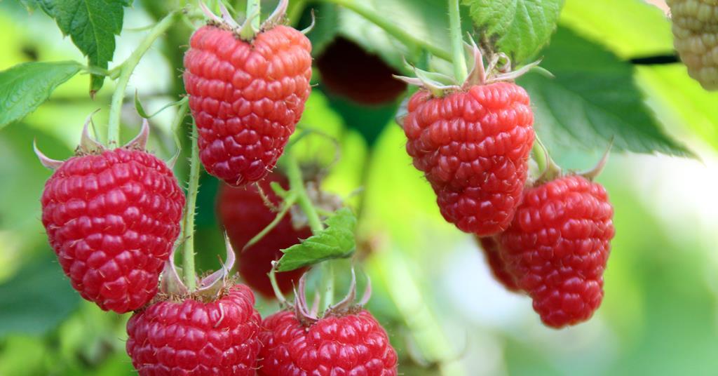 Pink Hudson raspberry set to complement Adelita in Morocco | News ...