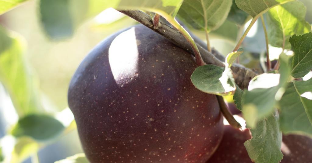 Soluna apple shows promise in Asia, as production expands | News | Fruitnet