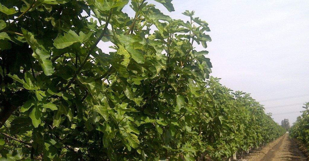 Chilean fresh figs on the up | Article | Fruitnet