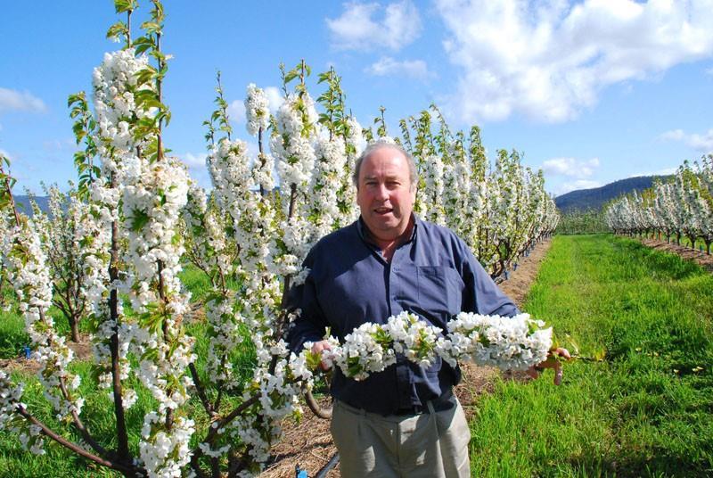 Cherry Isle launches Japanese campaign | Article | Fruitnet