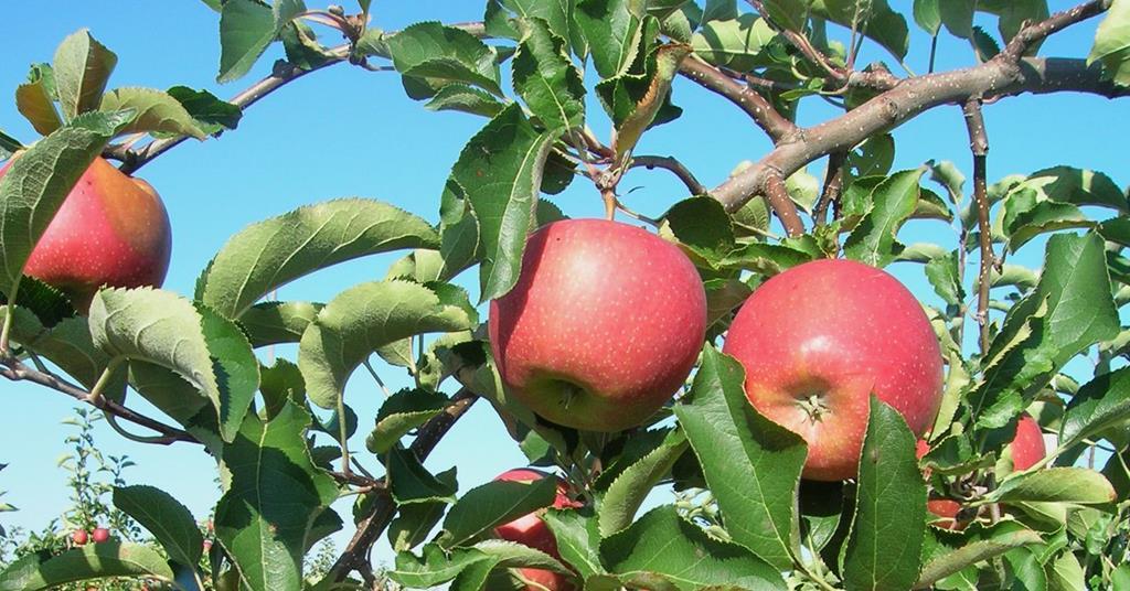 Mecklenburg-Vorpommern: Anbaufläche für Baumobst geht zurück | Article | Fruitnet