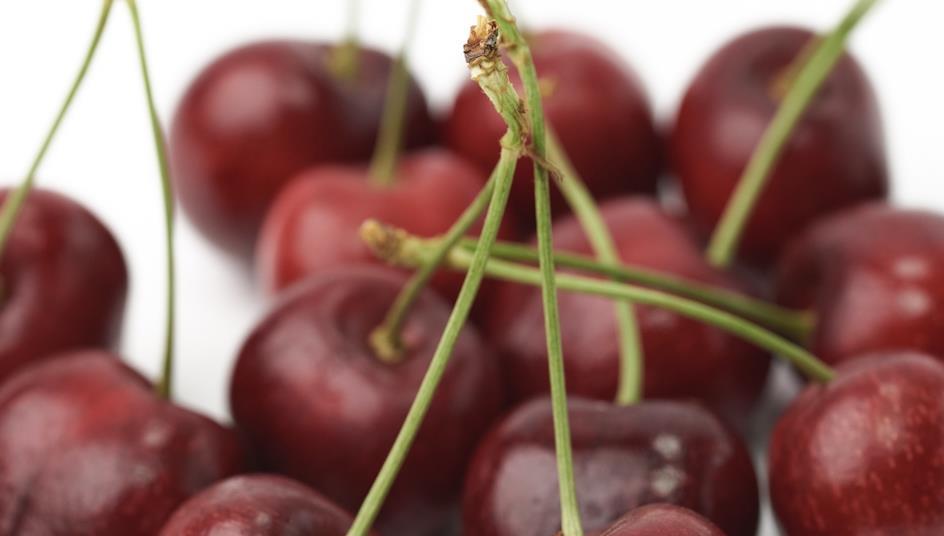 Bloom Fresh maps out key trends and predictions for 2024 | News | Fruitnet