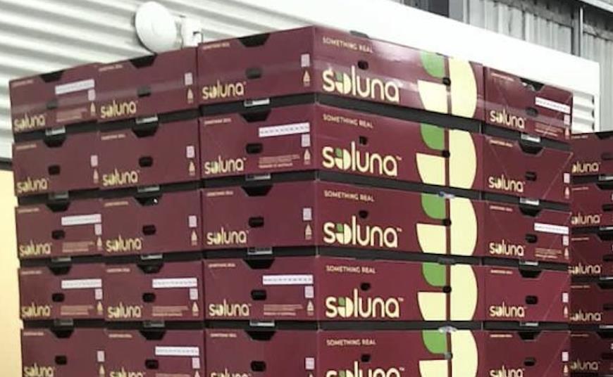 Soluna apple shows promise in Asia, as production expands | News | Fruitnet