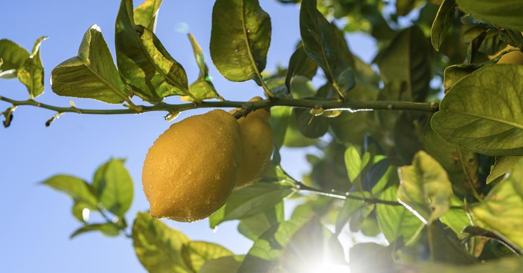 Ailimpo predicts reduced Spanish lemon volumes | News | Fruitnet