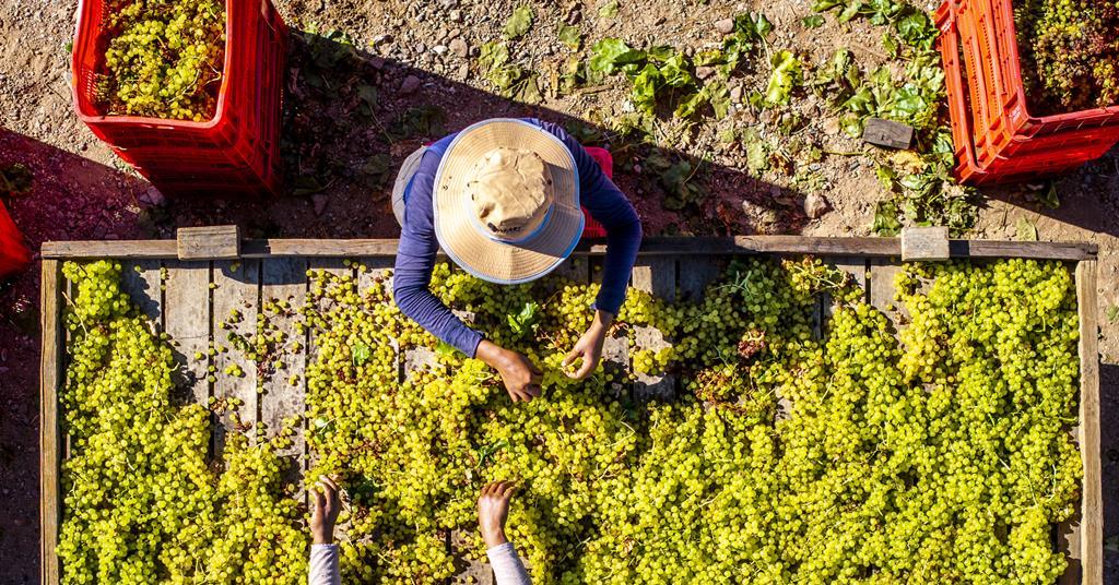 South African raisin production to top 100,000 tonnes | News | Fruitnet