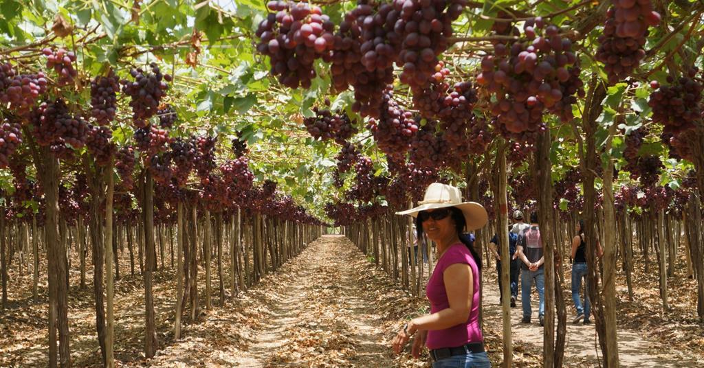 Peruvian grapes make Asian gains | Article | Fruitnet