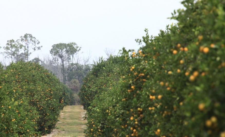 New Florida citrus crop revealed | Article | Fruitnet