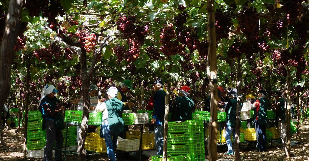 Peru steps up fight against child labour | Article | Fruitnet