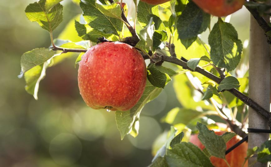 Tessa apple spread its wings across Europe | Article | Fruitnet