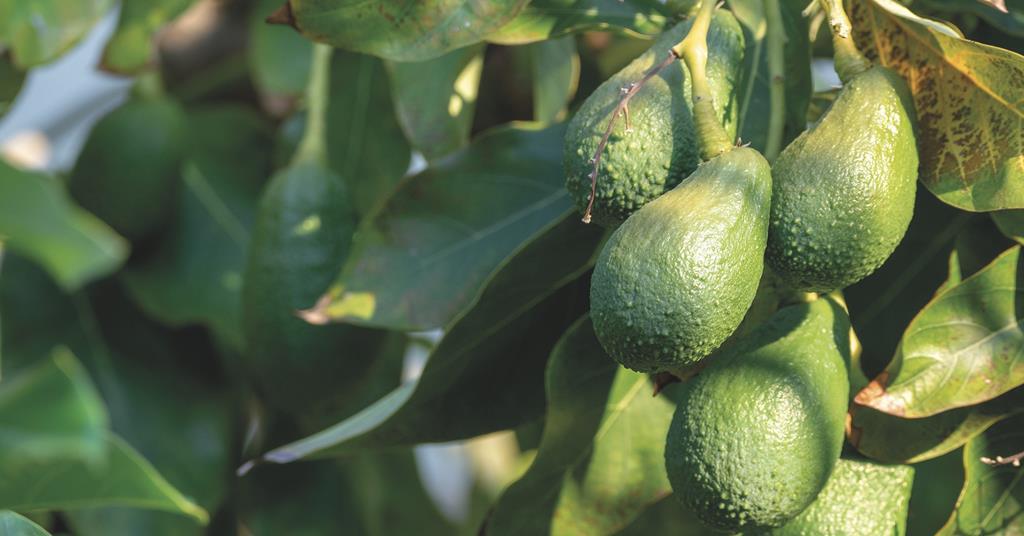 Peru poised for big rise in avocado shipments | News | Fruitnet
