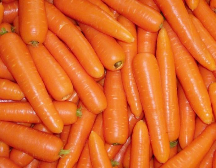 Export milestone for Australian carrots | Article | Fruitnet